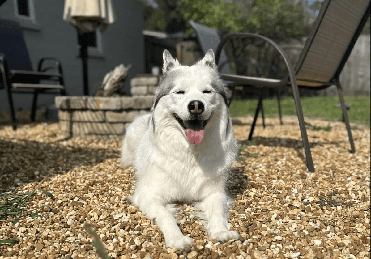 Trusted Pet Care Services | Nik Nak Pet Care
